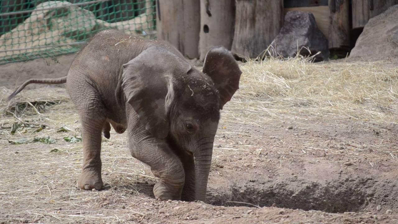 Elefantenbaby im Zoo Halle erkundet seine Umgebung - Bergzoo Halle Elefantenbaby im Zoo Halle erkundet seine Umgebung - Bergzoo Halle