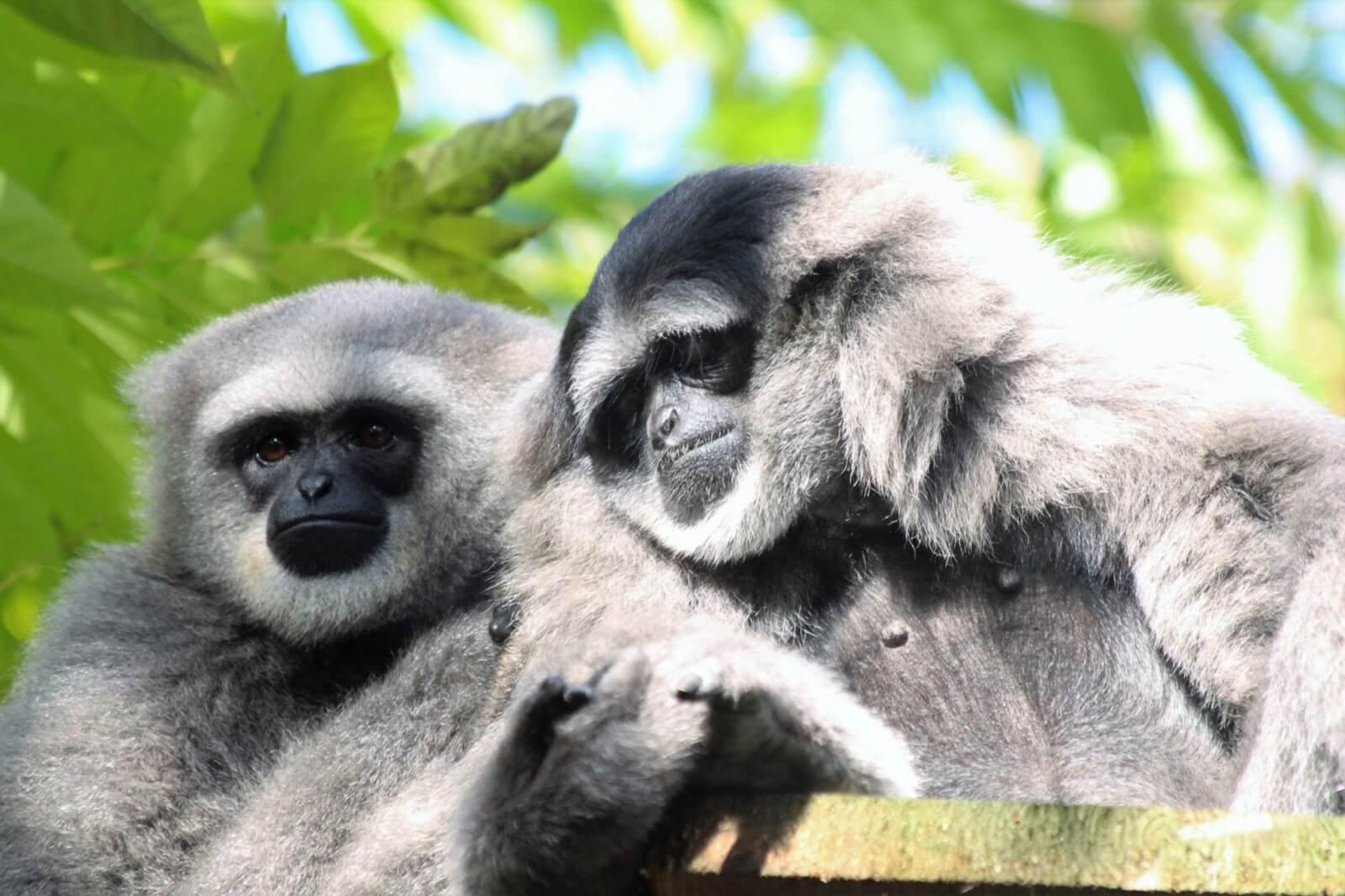 Neu im Zoo - Bergzoo Halle